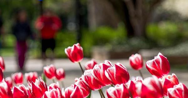 Ohio SkyLites - March 2024 | Arne Slettebak Planetarium at Ohio State
